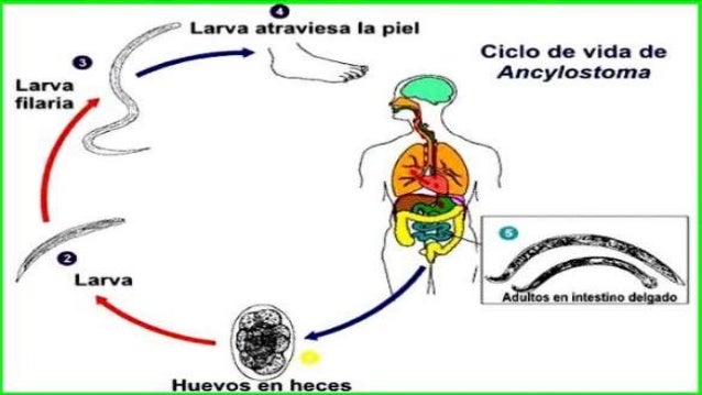 Ciclo De Vida Do Ancylostoma Braziliense