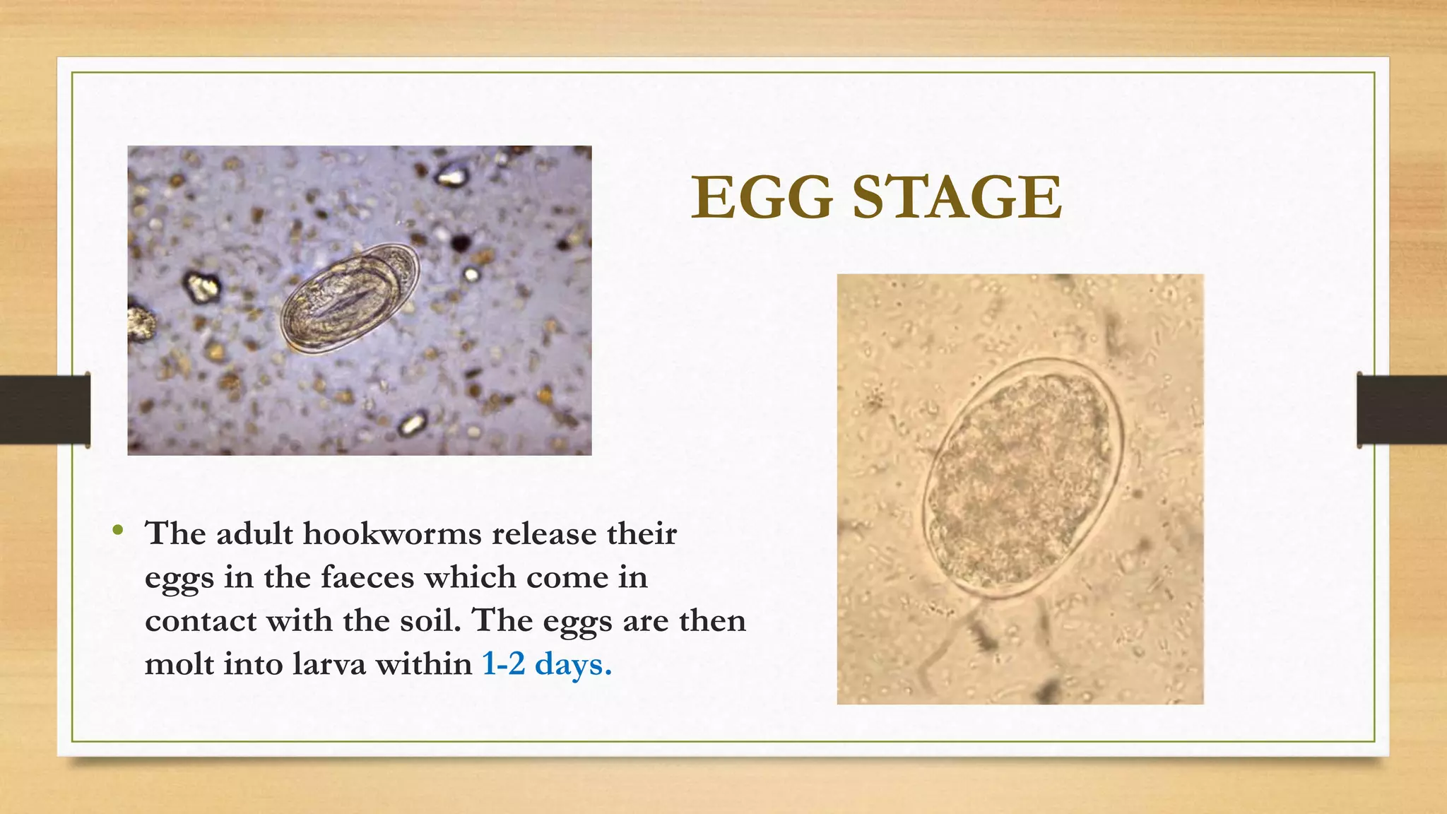 Ancylostoma | PPTX | Infectious Diseases | Diseases and Conditions