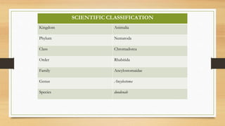 Ancylostoma | PPTX | Infectious Diseases | Diseases and Conditions
