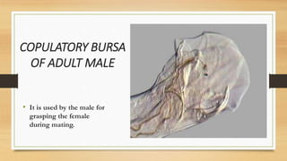 Ancylostoma | PPTX | Infectious Diseases | Diseases and Conditions