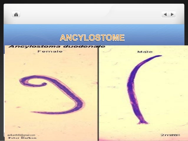 Ancylostoma duodenale