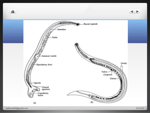 Ancylostoma duodenale