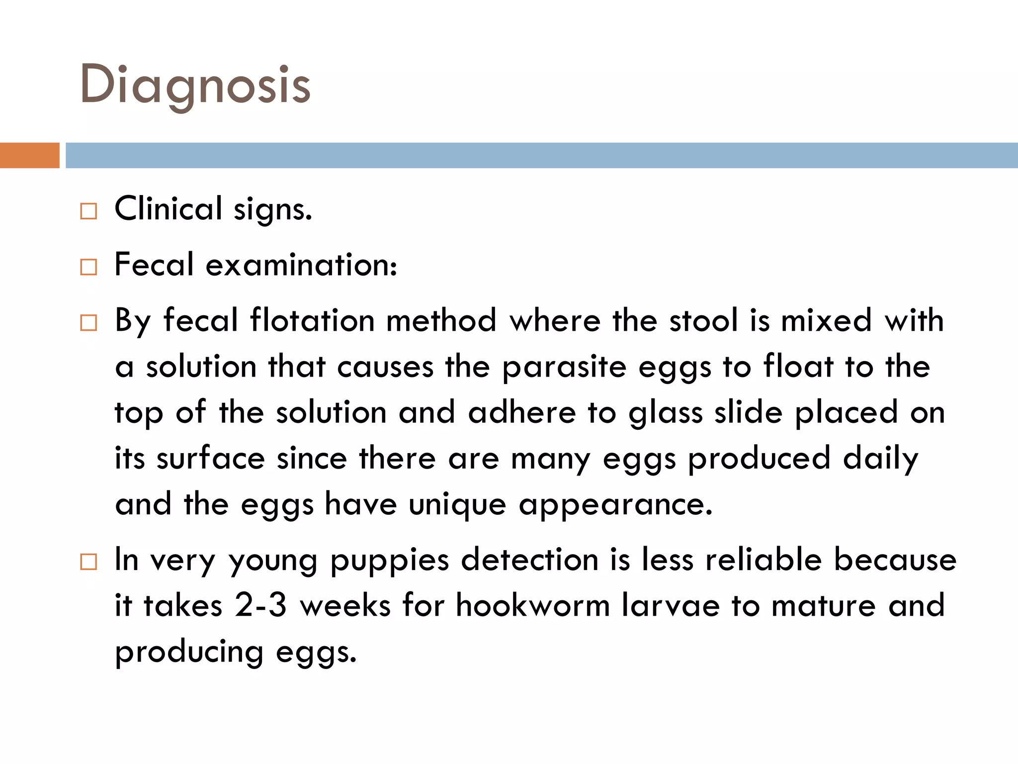 Ancylostoma caninum | PPTX