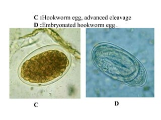 Ancylostoma Ceylanicum