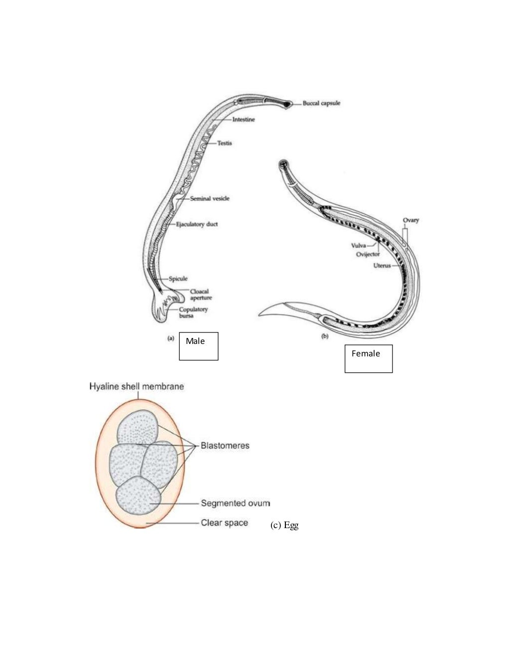 Ancylostoma duodenale1