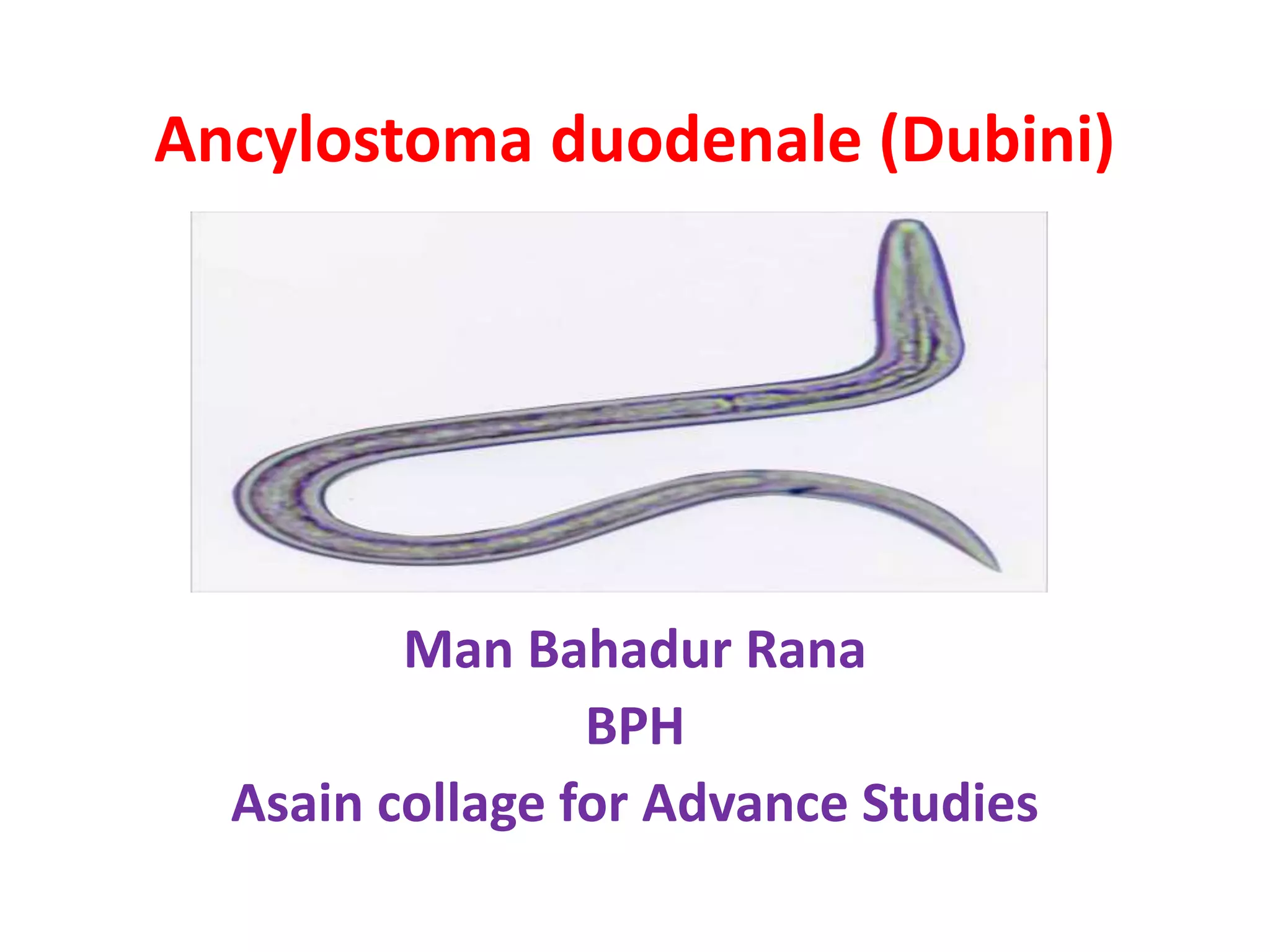 Ancylostoma Duodenale Hookwormi 2018 Pptx