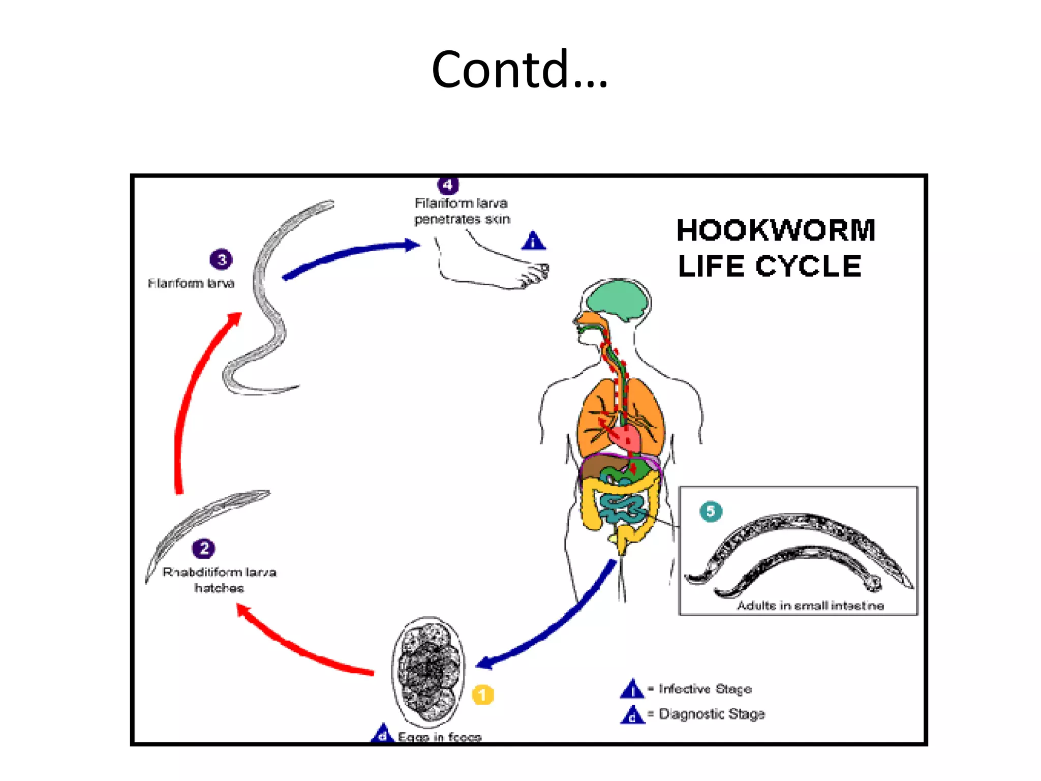 Ancylostoma Duodenale Hookwormi 2015 Pptx