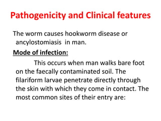 Ancylostoma duodenale (hookwormi)2015 | PPTX