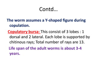 Ancylostoma duodenale (hookwormi)2015 | PPTX