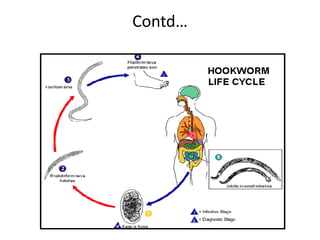 Ancylostoma Duodenale Nematoda Nematode Nematodes Digestive Enterobius ...