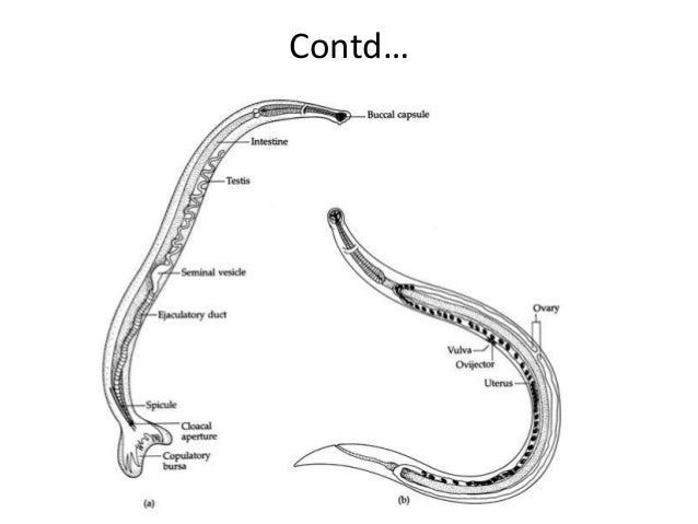 Ancylostoma duodenale (hookwormi)2015