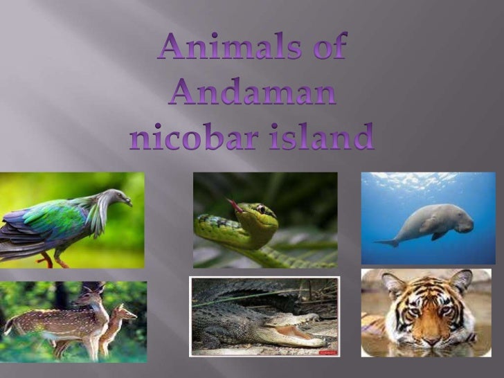 Andaman and nicobar island