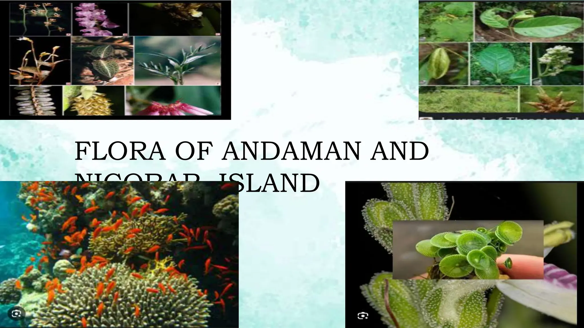 ANDAMAN AND NICOBAR ISLAND 9TH D.pptx ppt | PPTX
