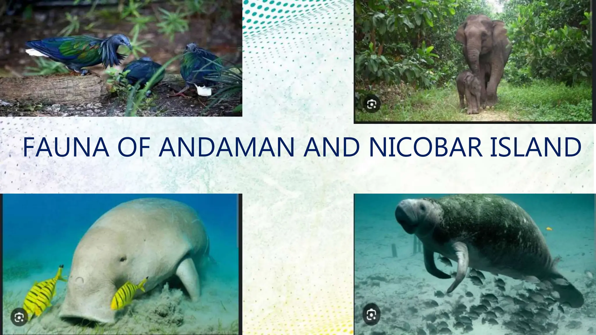 ANDAMAN AND NICOBAR ISLAND 9TH D.pptx ppt | PPTX