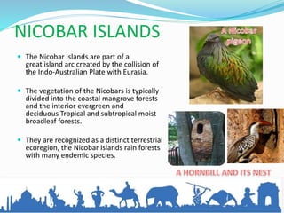 Andaman & nicobar island | PPTX
