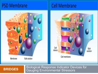 Response options: Biological Response Indicator Devices for Gauging ...