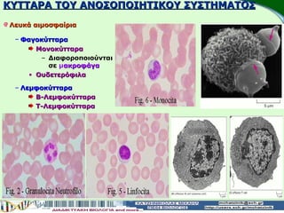 ΕΣΩΤΕΡΙΚΟΣ ΜΗ ΕΙΔΙΚΟΣ ΜΗΧΑΝΙΣΜΟΣ ΑΜΥΝΑΣ ΦΑΓΟΚΥΤΤΑΡΩΣΗ ΔΙΑΔΙΚΤΥΑΚΗ ...