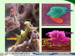 ΕΣΩΤΕΡΙΚΟΣ ΜΗ ΕΙΔΙΚΟΣ ΜΗΧΑΝΙΣΜΟΣ ΑΜΥΝΑΣ ΦΑΓΟΚΥΤΤΑΡΩΣΗ ΔΙΑΔΙΚΤΥΑΚΗ ...