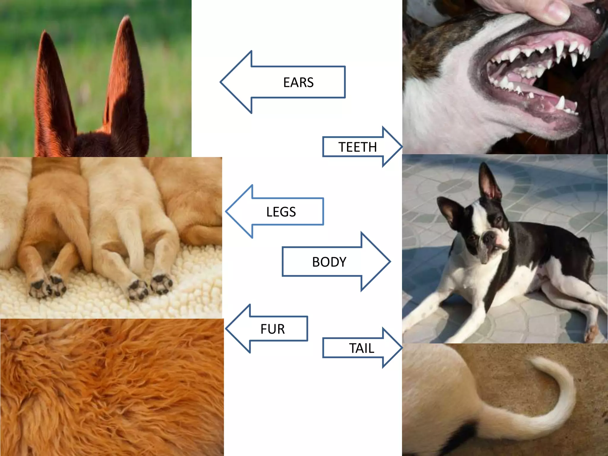 A dog | PPT