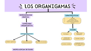 Andrea Adrian mapa de los organigramas.. | PPTX