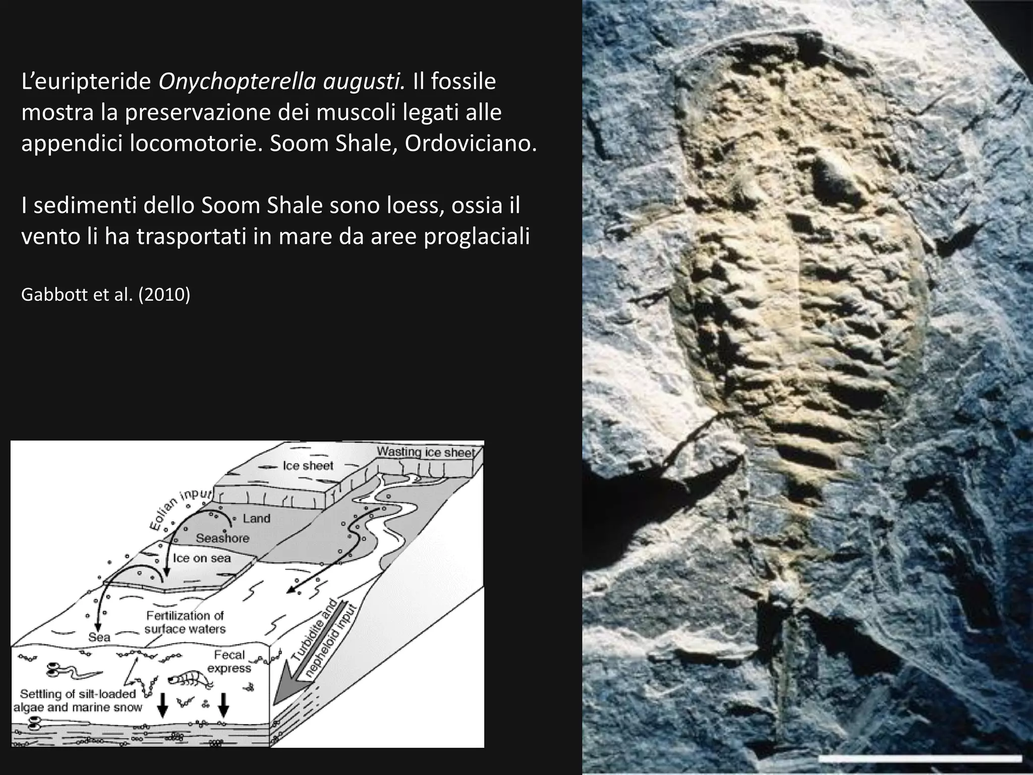 Andrea baucon, corso di paleoecologia lezione 2 - ambienti glaciali | PDF