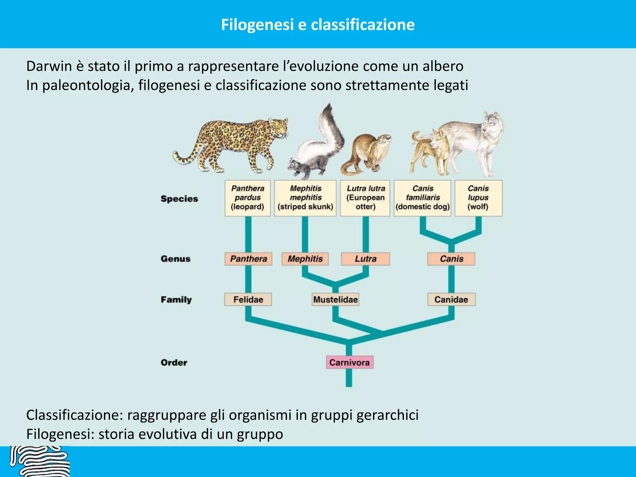 Classificazione 2 (classificazione fenetica, filogenetica, evolutiva) | PDF
