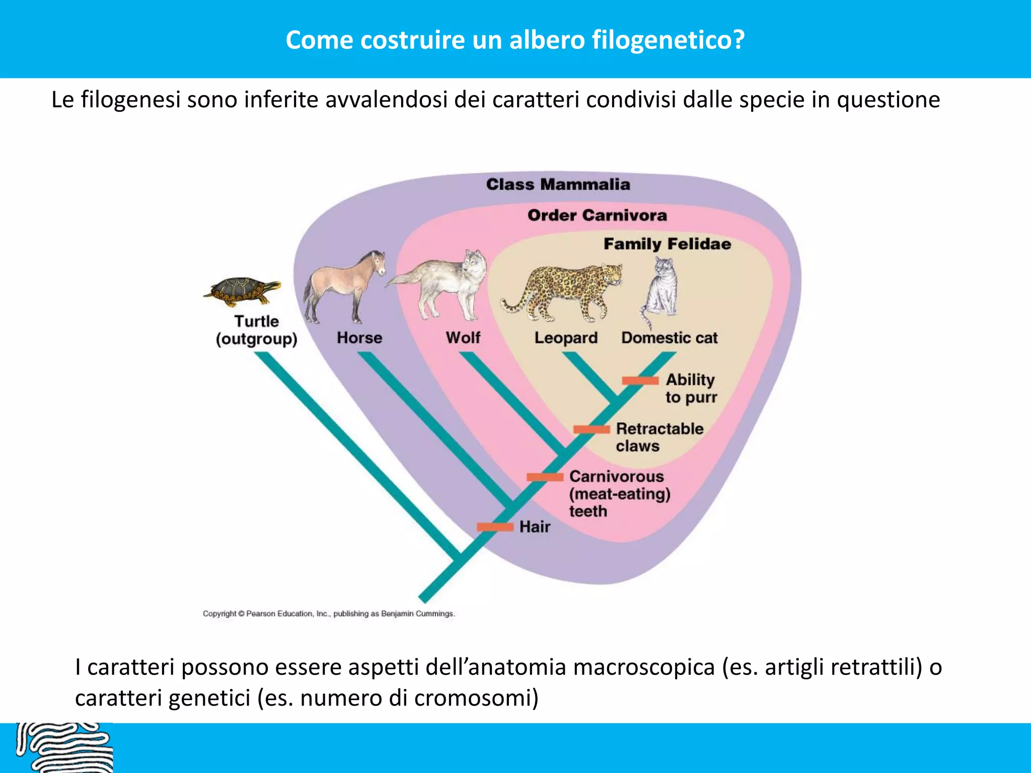 Classificazione 2 (classificazione fenetica, filogenetica, evolutiva) | PDF