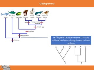 Classificazione 2 (classificazione fenetica, filogenetica, evolutiva) | PDF
