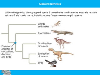 Classificazione 2 (classificazione fenetica, filogenetica, evolutiva) | PDF