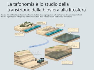 Tafonomia 1: biostratinomia | PDF
