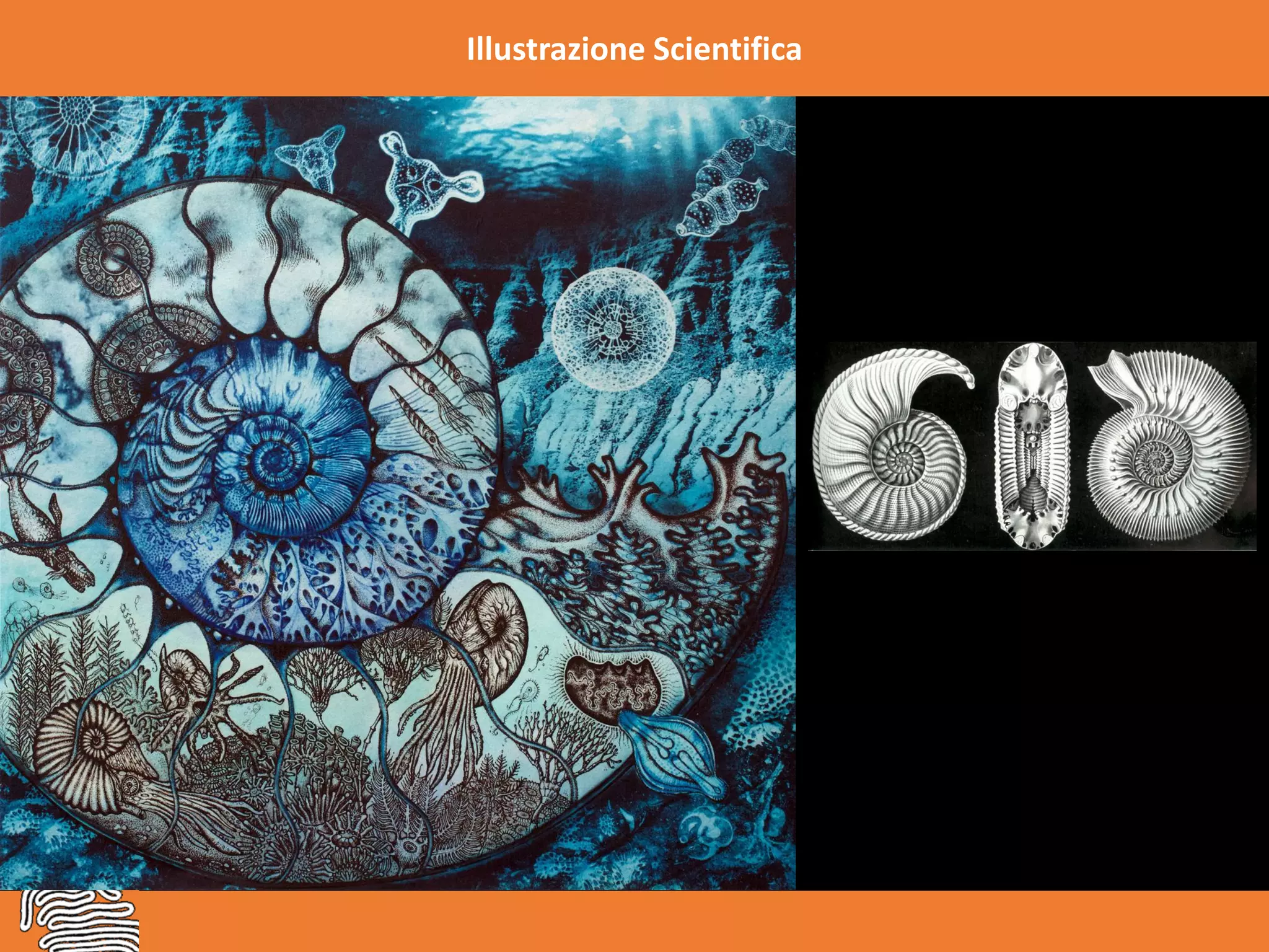 Laboratorio (illustrare i fossili) | PDF
