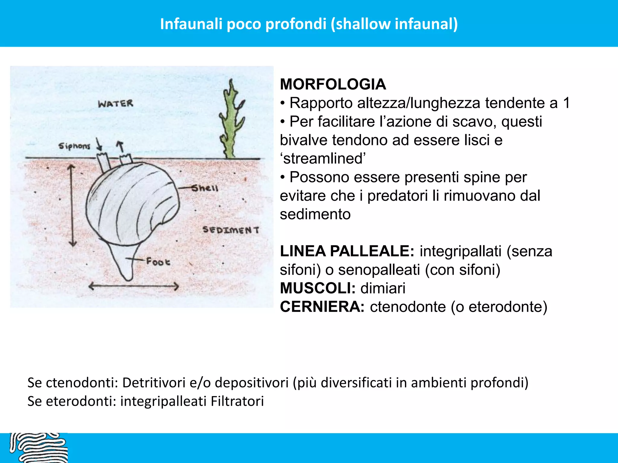 Autoecologia dei bivalvi | PDF