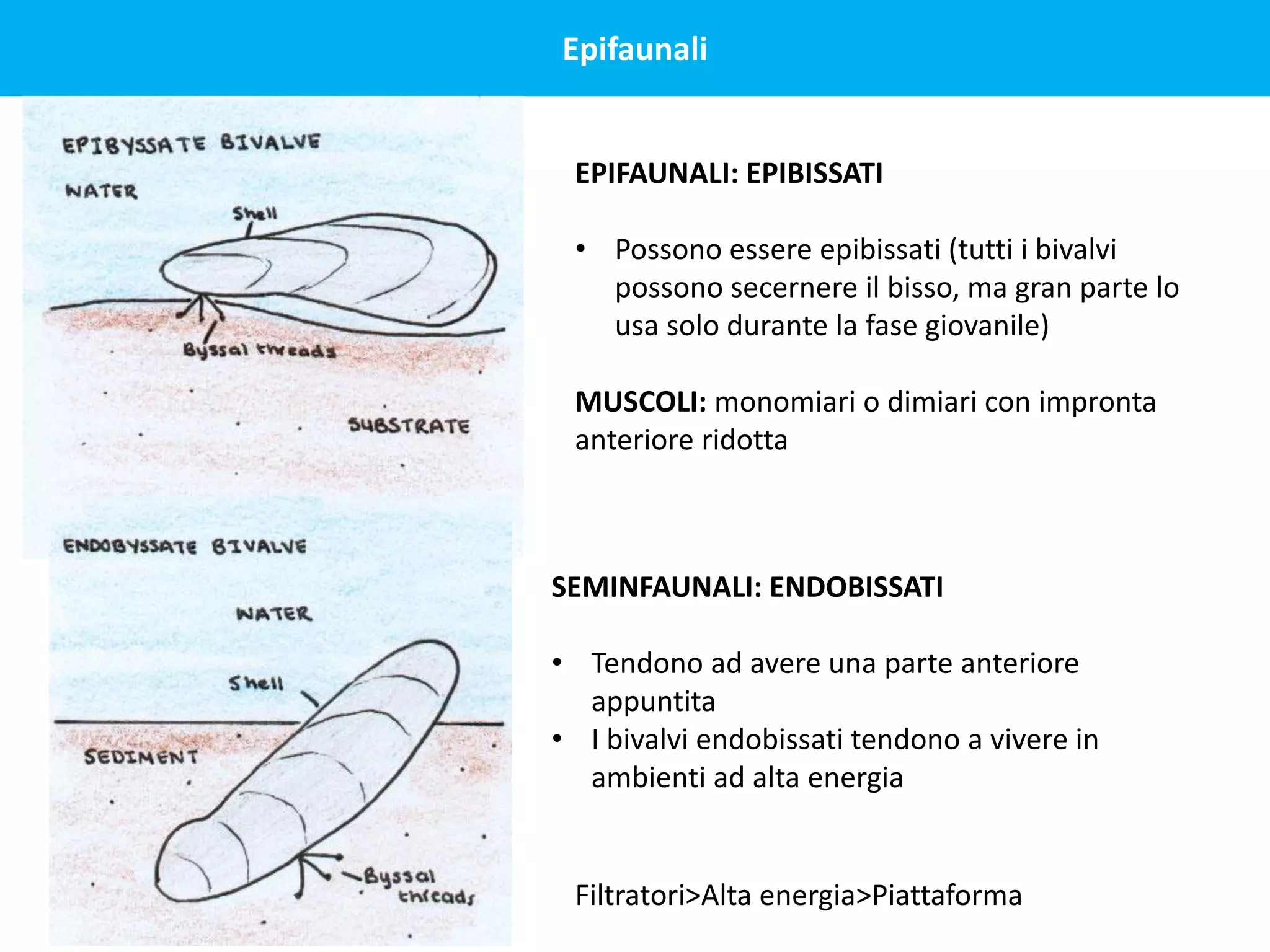 Autoecologia dei bivalvi | PDF