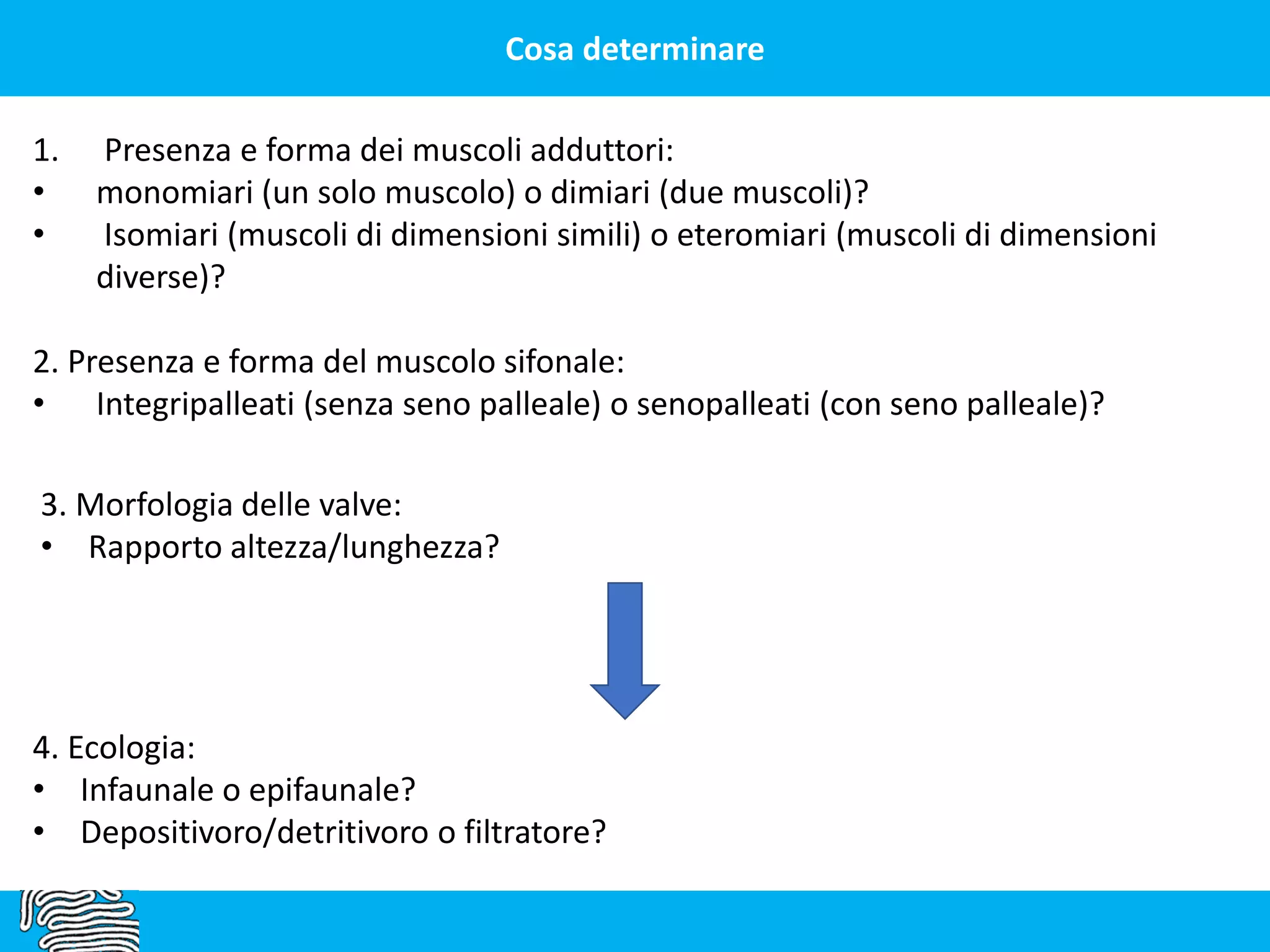 Autoecologia dei bivalvi | PDF