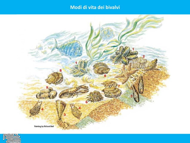 Autoecologia dei bivalvi | PPT