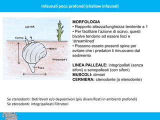 Autoecologia dei bivalvi | PDF
