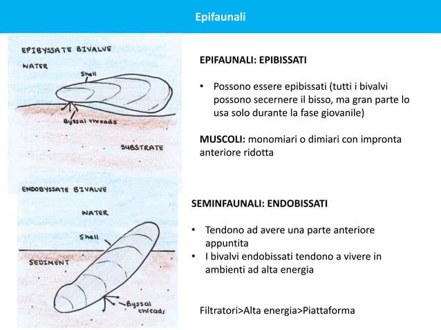 Autoecologia dei bivalvi | PPT