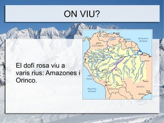 DOFÍ ROSA | ODP