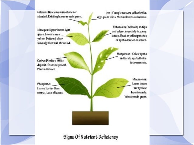 Andre kossivi lab 2 powerpoint | PPT