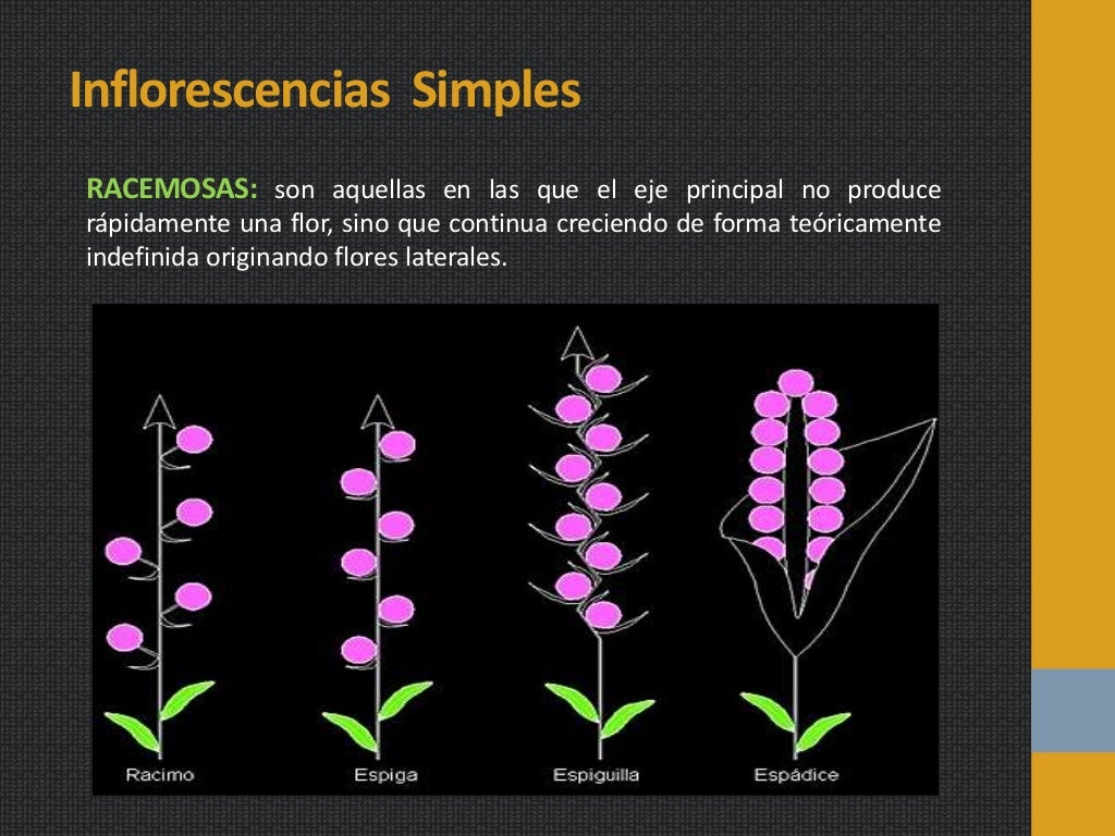 Inflorescencias