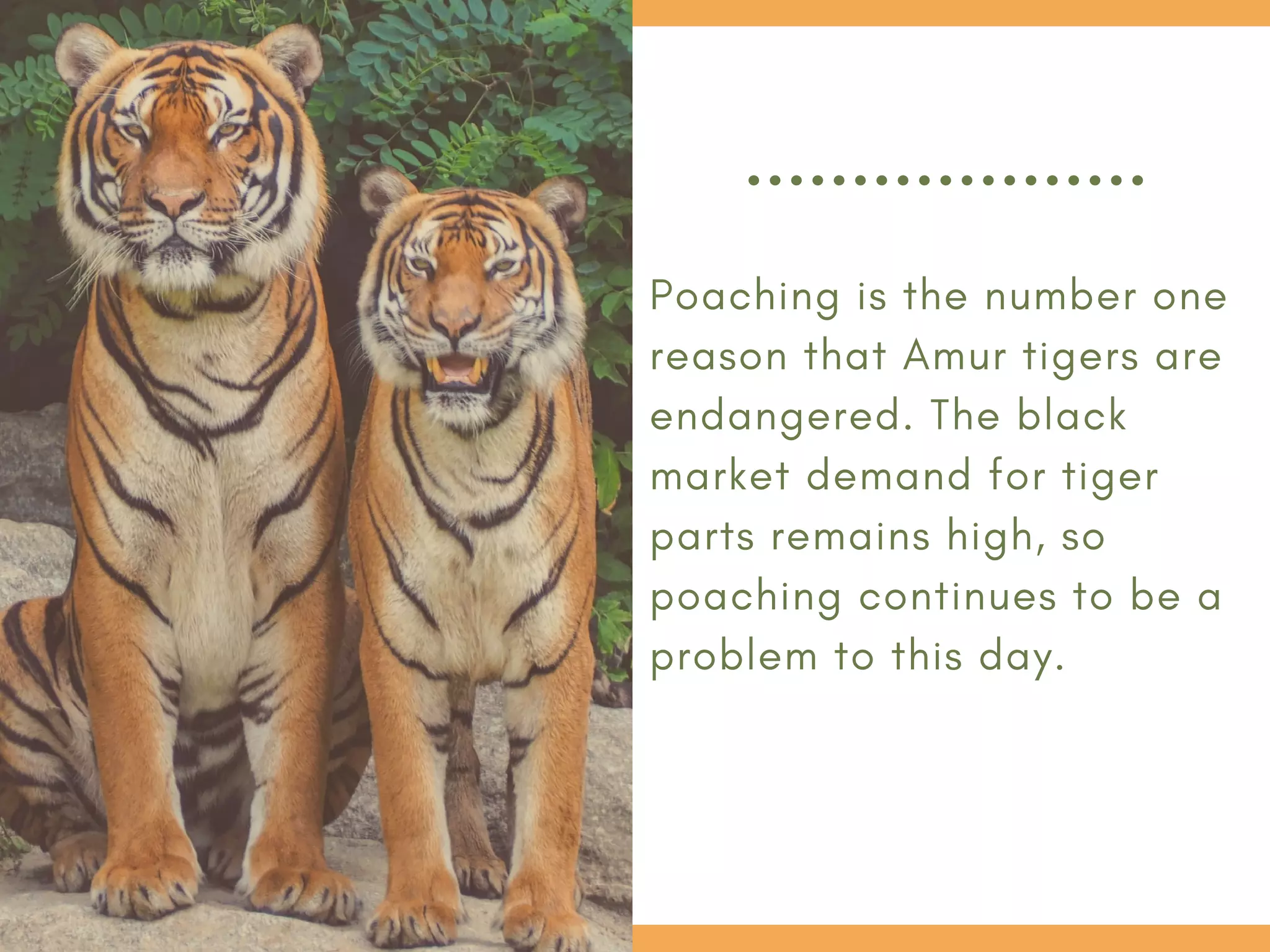 Spotlight: The Amur Tiger | PDF