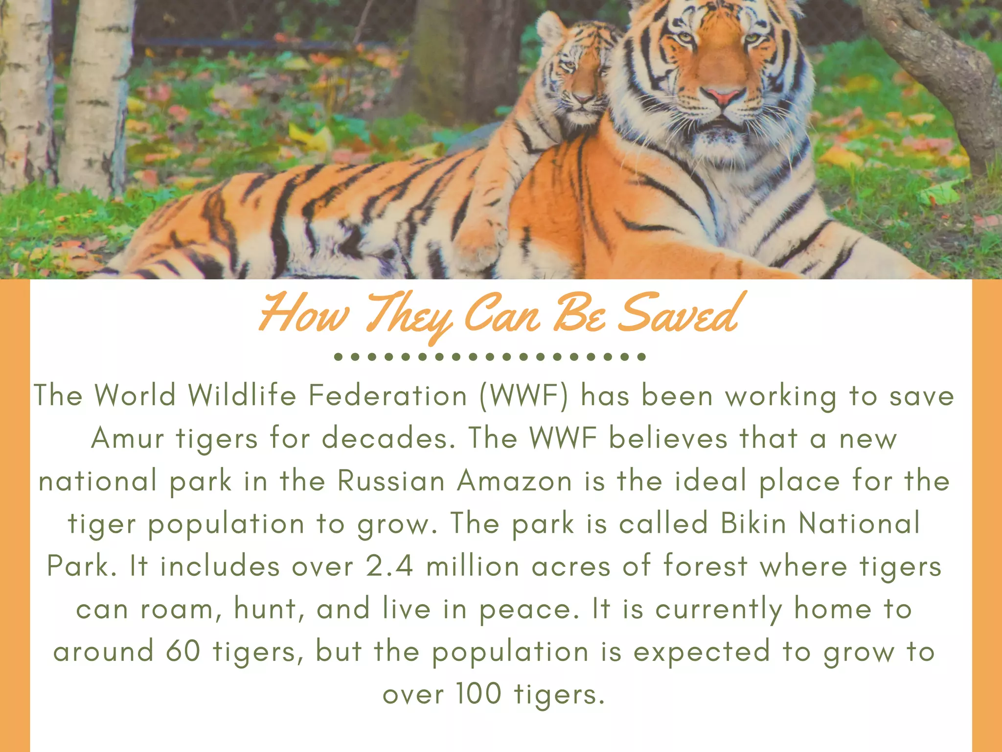 Spotlight: The Amur Tiger | PDF