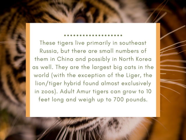 Spotlight: The Amur Tiger | PPT