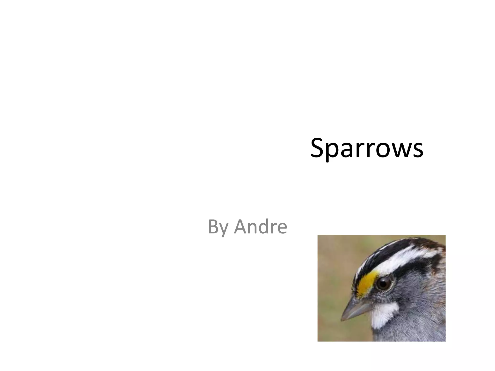 Andre's sparrow | PPT