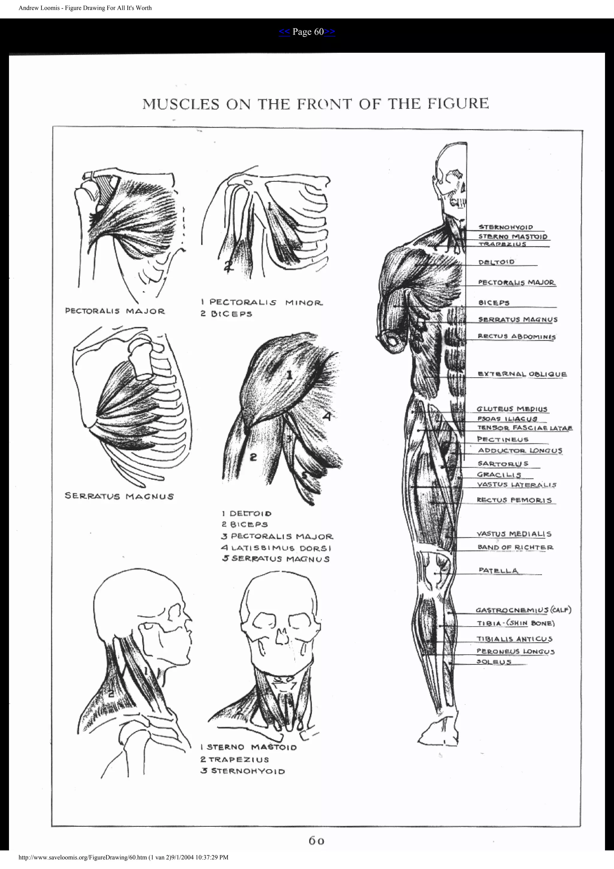 Andrew loomis-figure-drawing-for-all-its-worth(1) | PDF