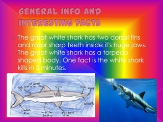 the great white shark by Andrew | PPTX