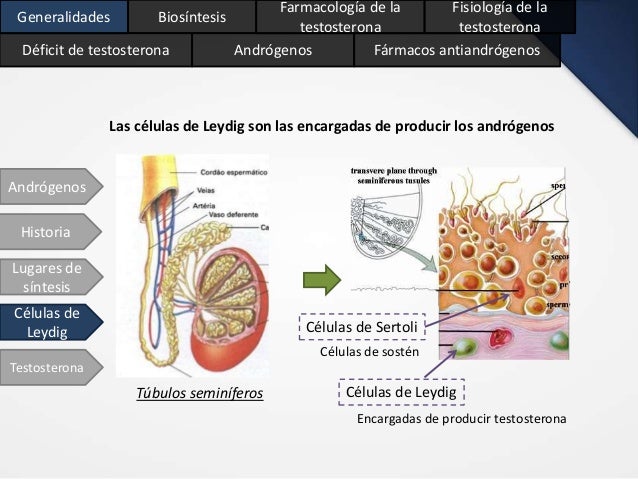 Andrógenos y fármacos antiandrógenos