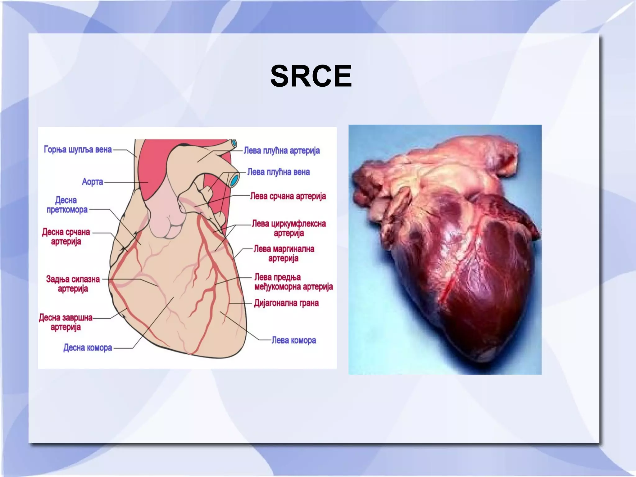 Andrijana nikolic i5 srce | PPT