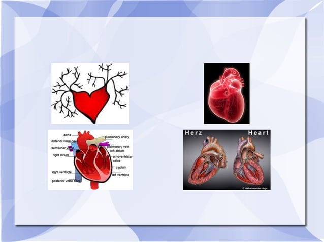 Andrijana nikolic i5 srce | PPT