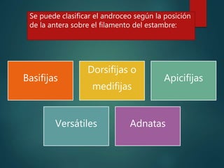 El Androceo por Ricardo Ochoa Lema | PPTX